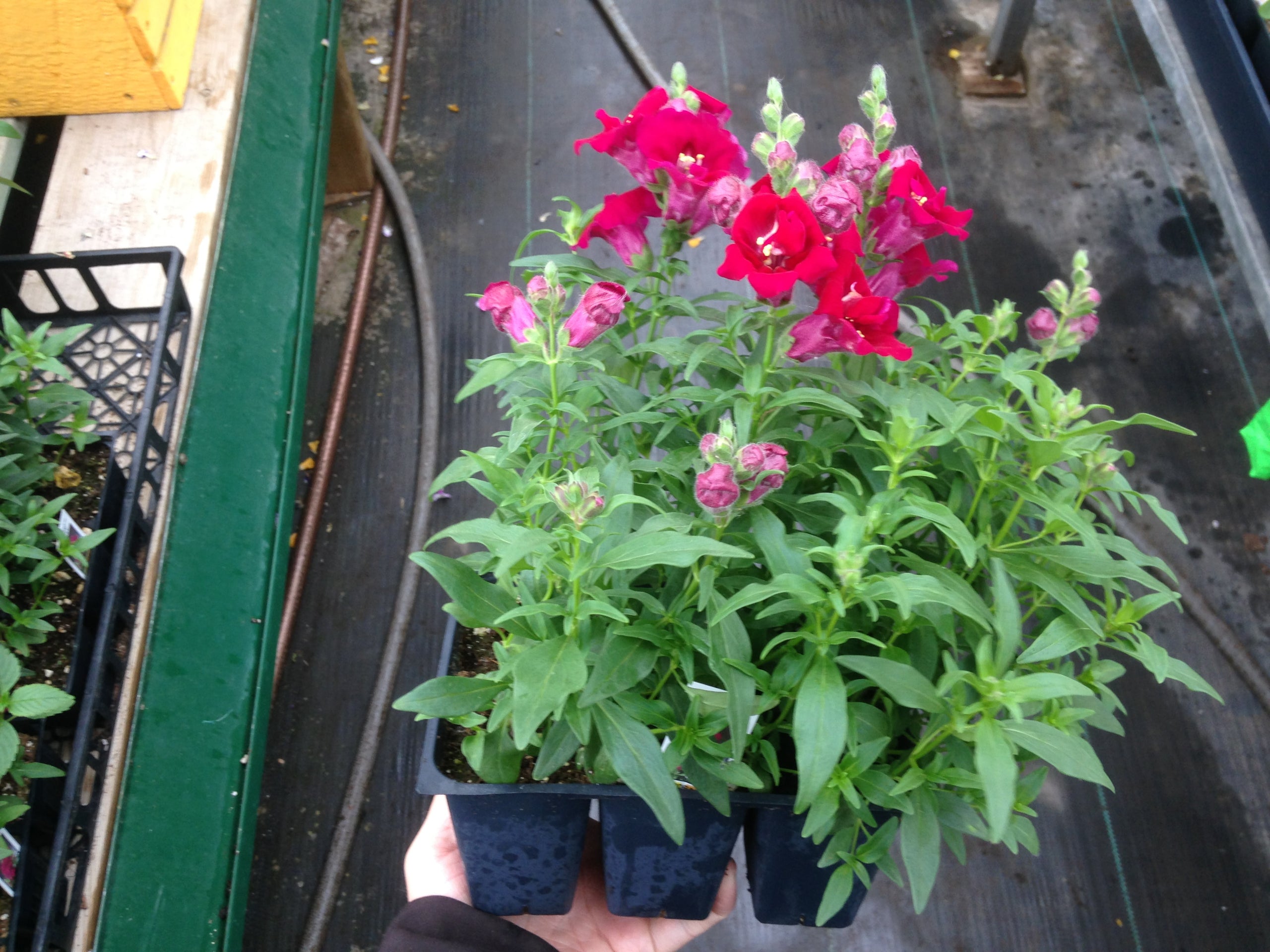 Snapdragon Twinny Violet | Debs Greenhouse Garden Centre