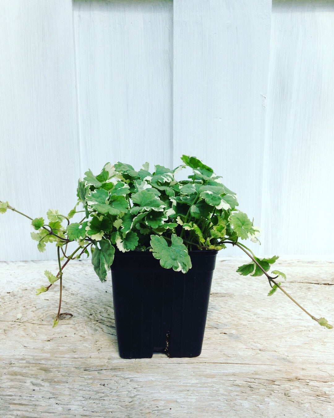 Creeping Charlie Vine Glechoma Variegated | Debs Greenhouse Garden Centre