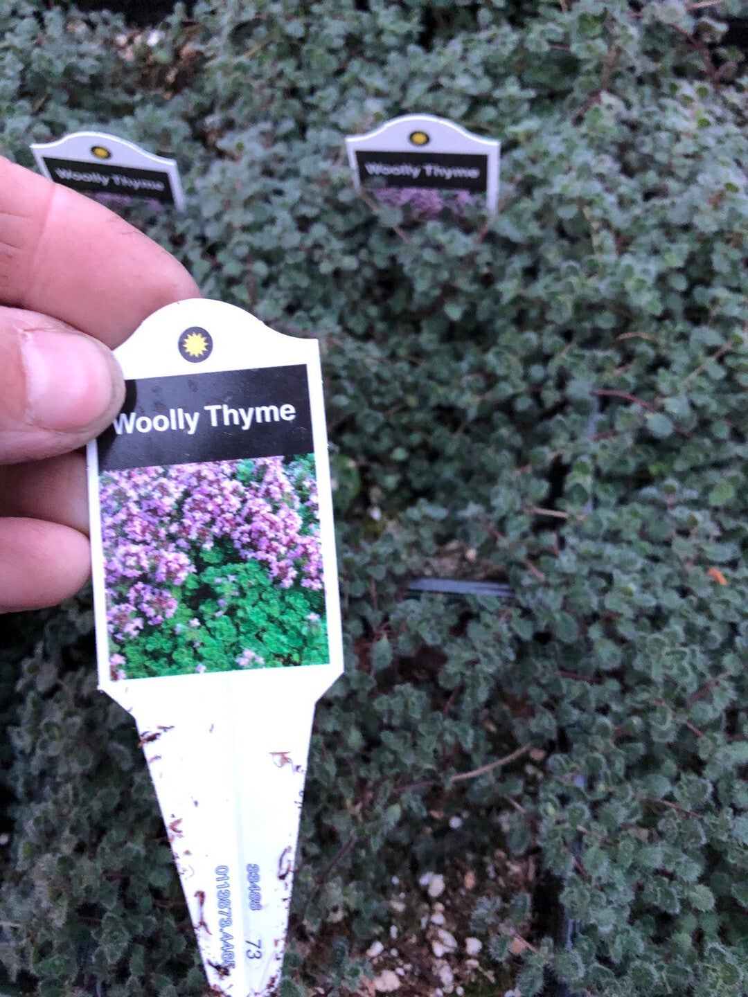 Thymus Wooly Thyme | Debs Greenhouse Garden Centre