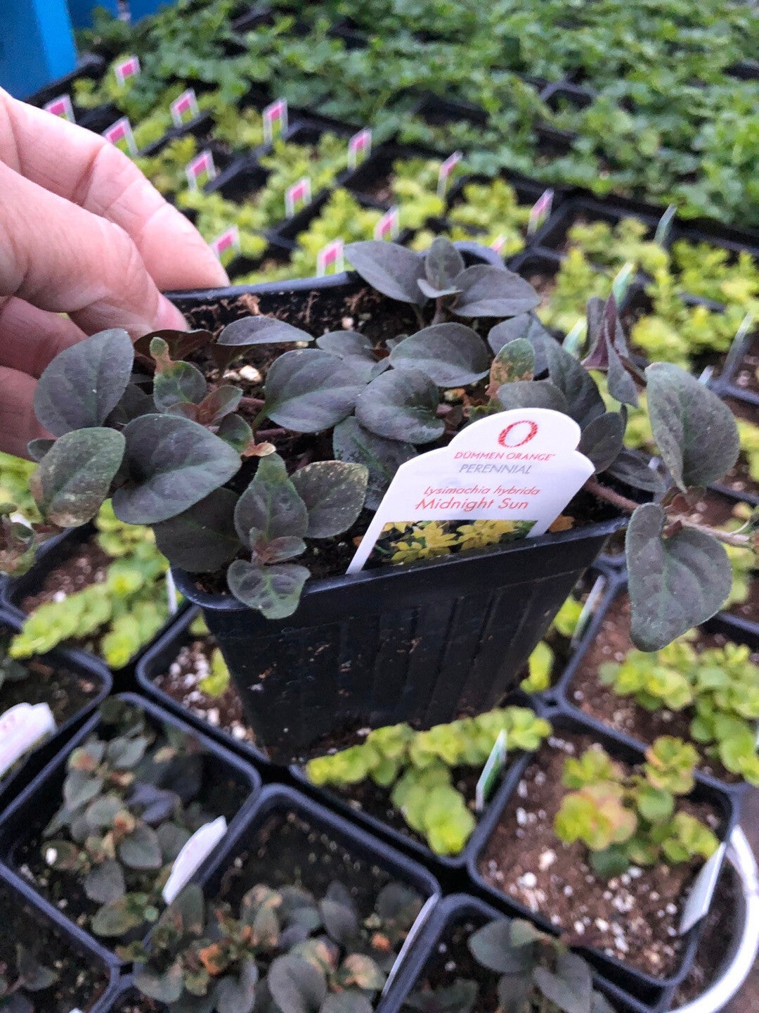 Lysimachia Creeping Jenny Midnight Sun (black) | Debs Greenhouse Garden ...