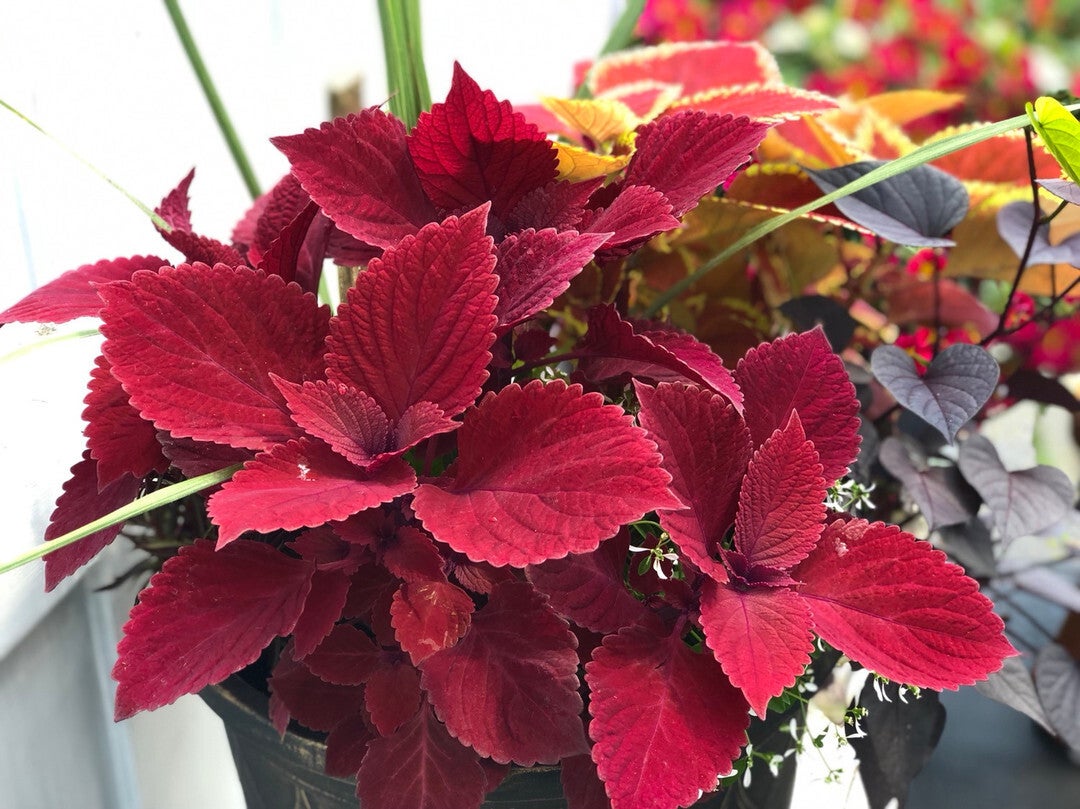 Coleus Main Street Beale Street Debs Greenhouse Garden Centre Coleus Main Street Beale Street Debs Greenhouse Garden Centre