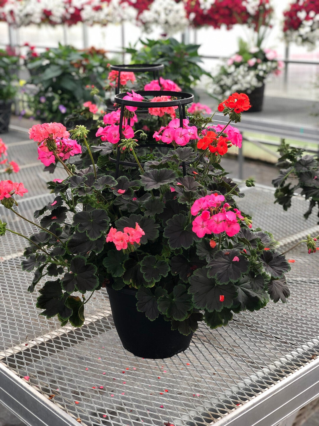 Geranium Tall Dark & Handsome Hot Pink 6" pot | Debs Greenhouse Garden ...