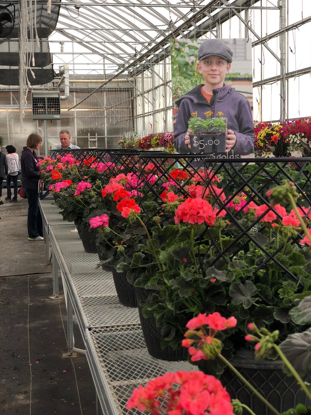 Geranium Tall Dark & Handsome Deep Orange 6" pot | Debs Greenhouse ...