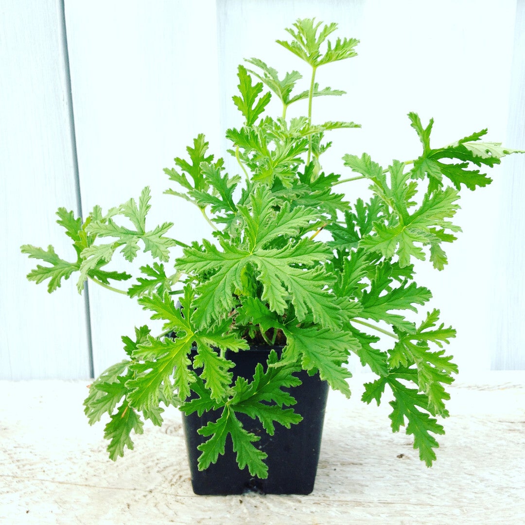 Geranium Citrosa Debs Greenhouse Garden Centre