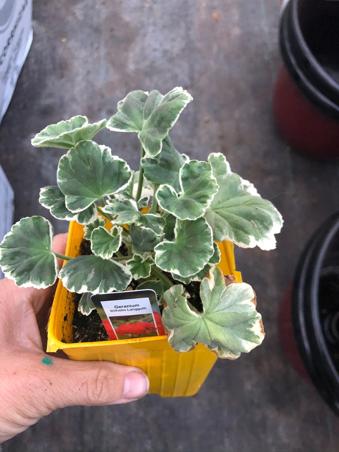 Geranium Fancy Leaf Wilhelm Langguth | Debs Greenhouse Garden Centre
