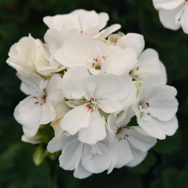 Geranium Moonlight White | Debs Greenhouse Garden Centre